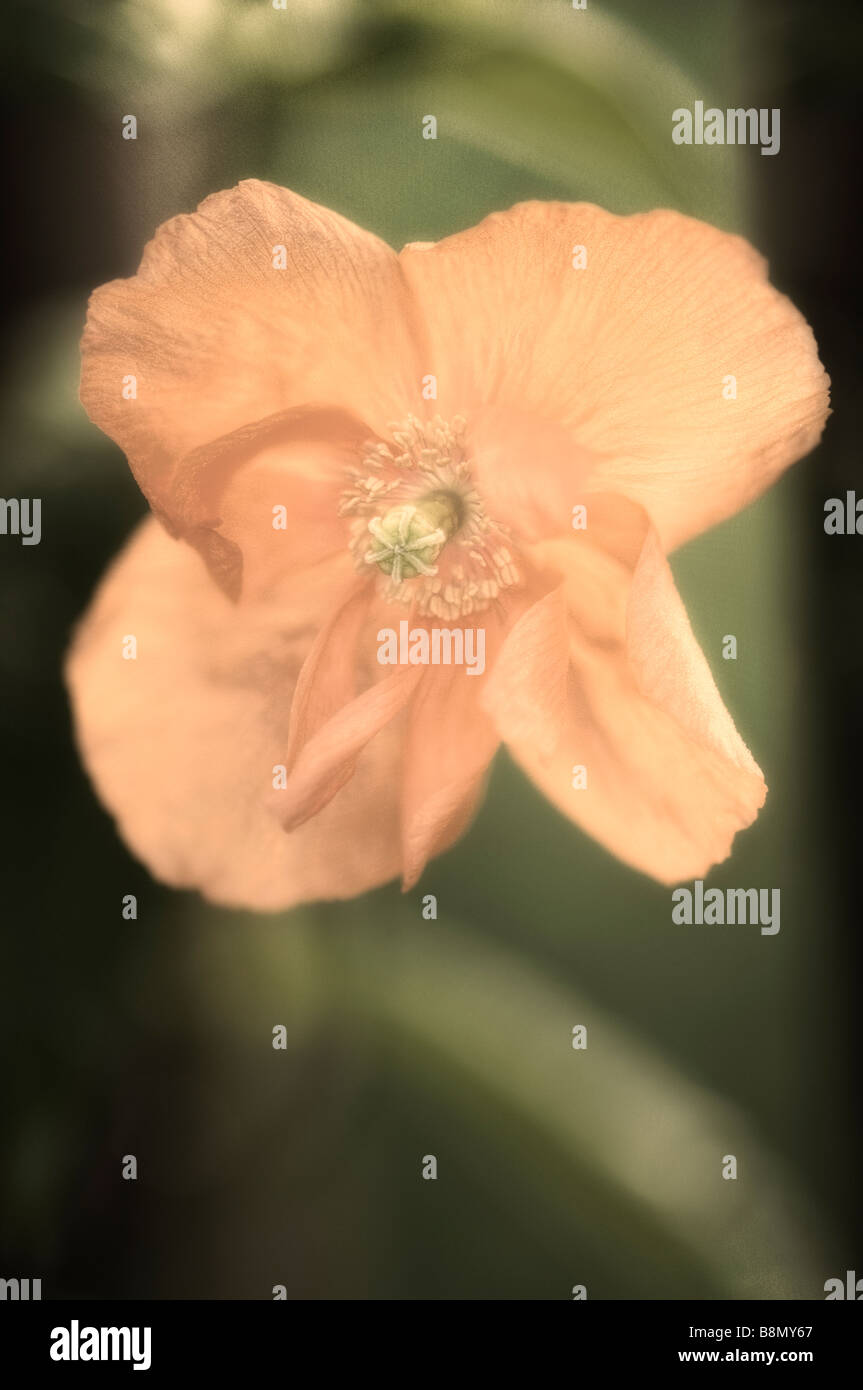 Orange papaver hi-res stock photography and images - Alamy