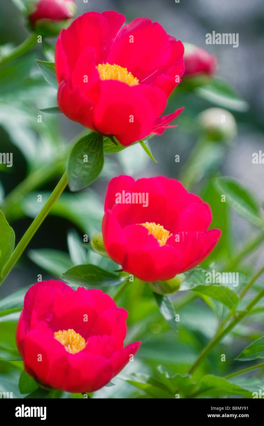 Trio single hi-res stock photography and images - Alamy