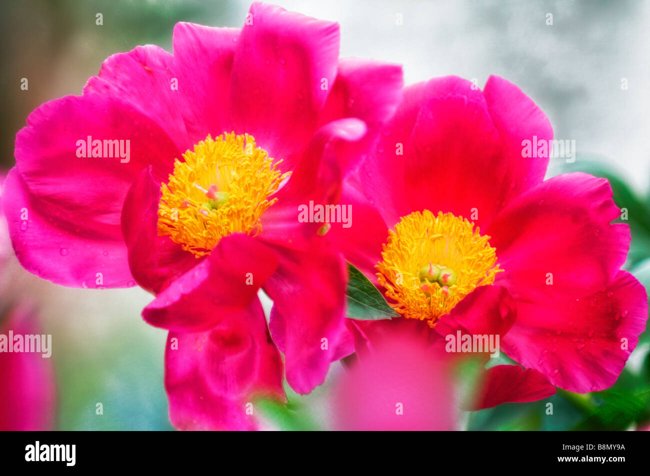 Two Vivid Raspberry Pink Peony Blooms Stock Photo - Alamy