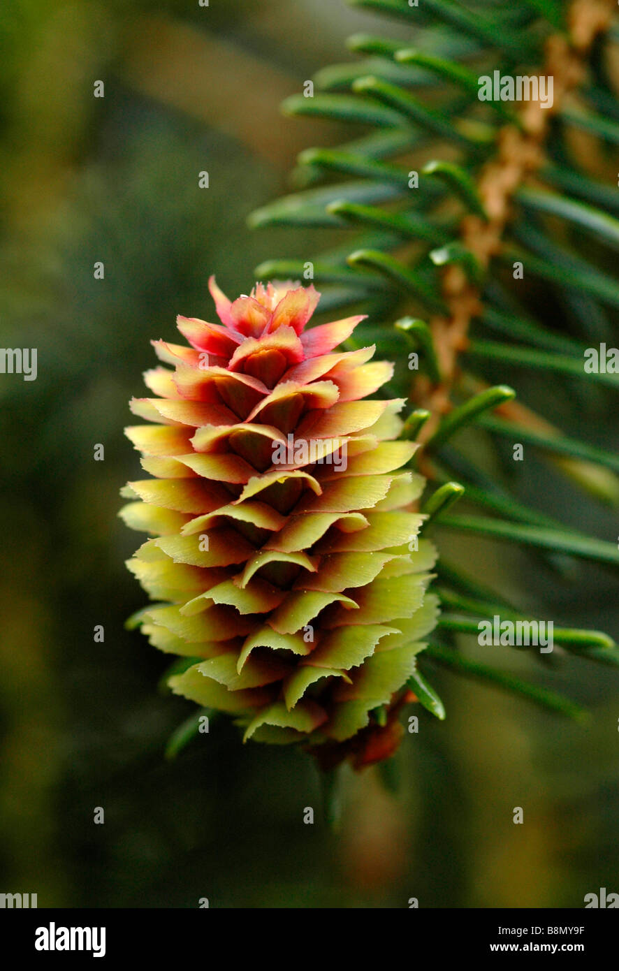 Detail of a flowering spruce tree Stock Photo - Alamy