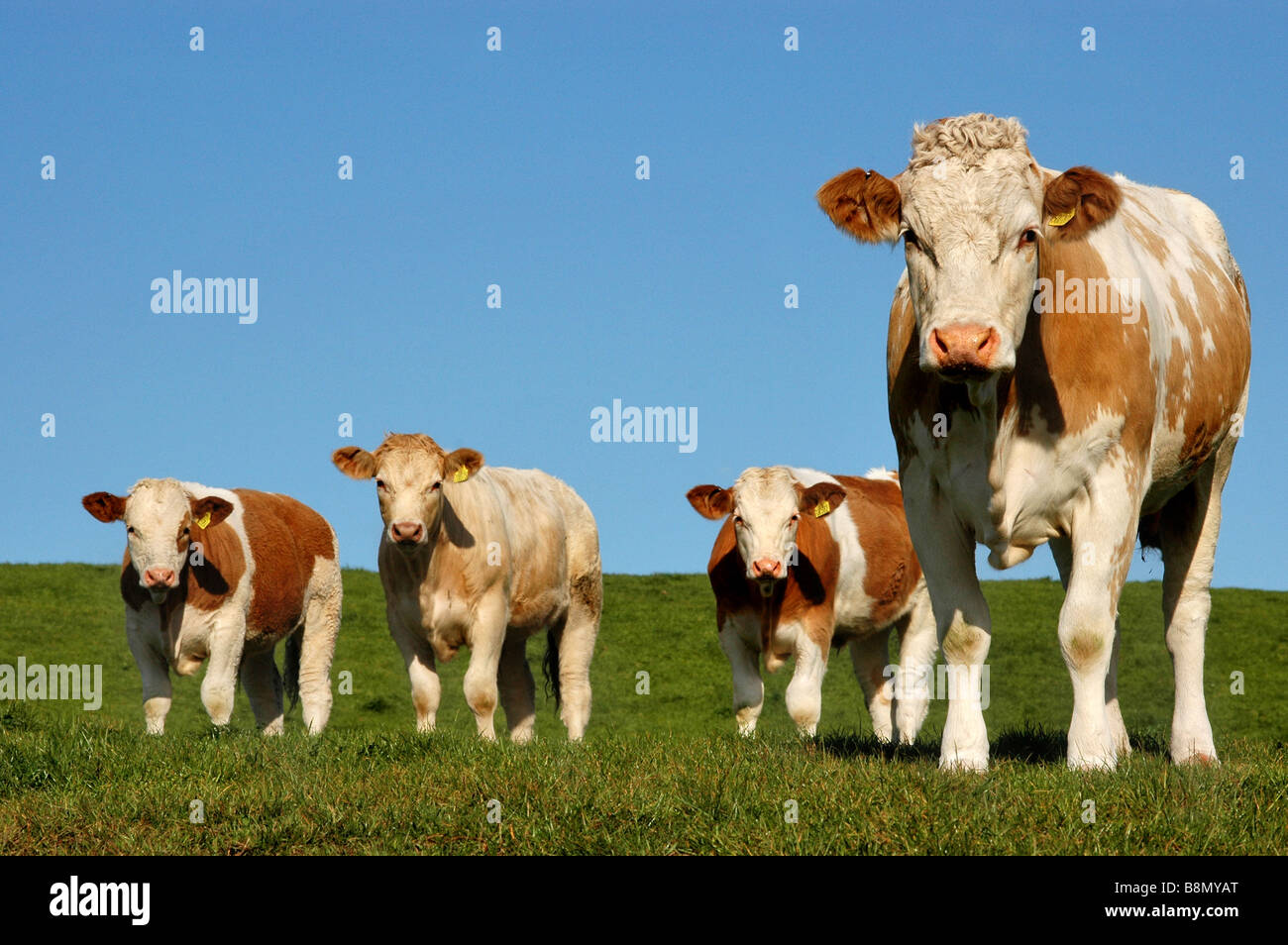 Herd of cows standing in a field hi-res stock photography and images ...