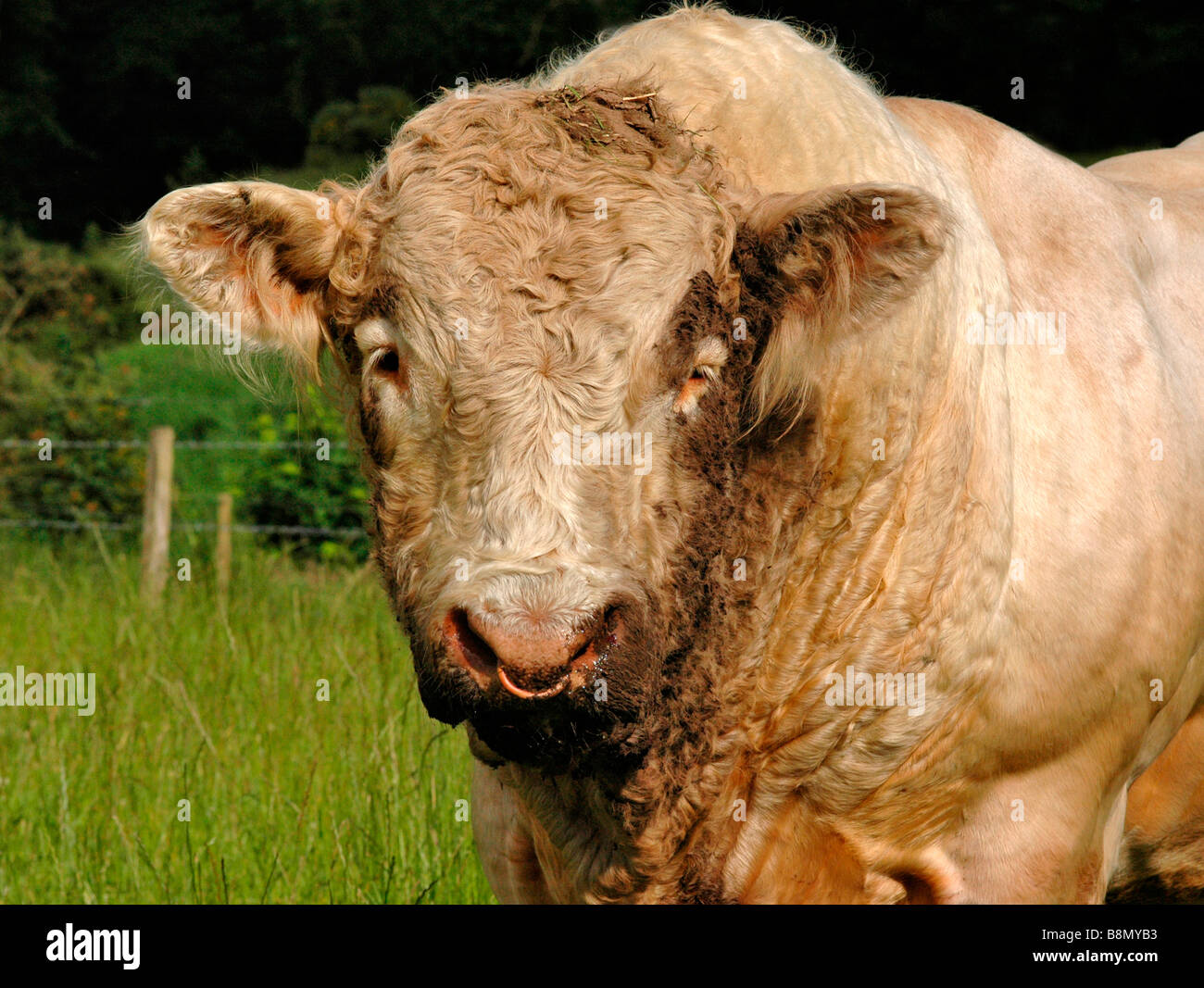 A bull looks towards the viewer Stock Photo - Alamy