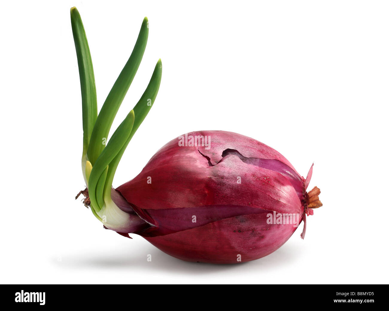 Ripe red onion with young green spear Stock Photo - Alamy