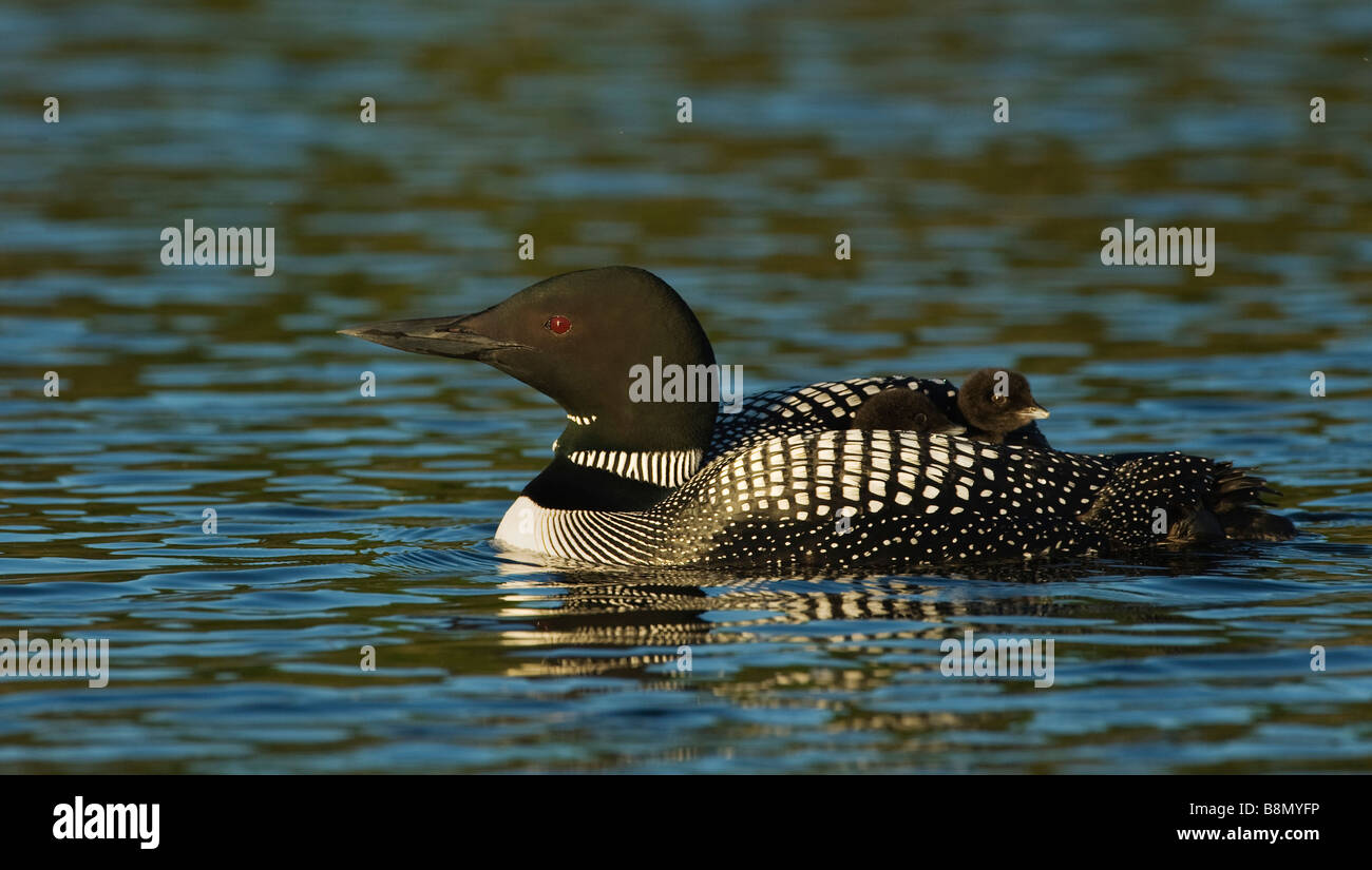 Common Loon with Chicks Riding on Back Stock Photo - Alamy