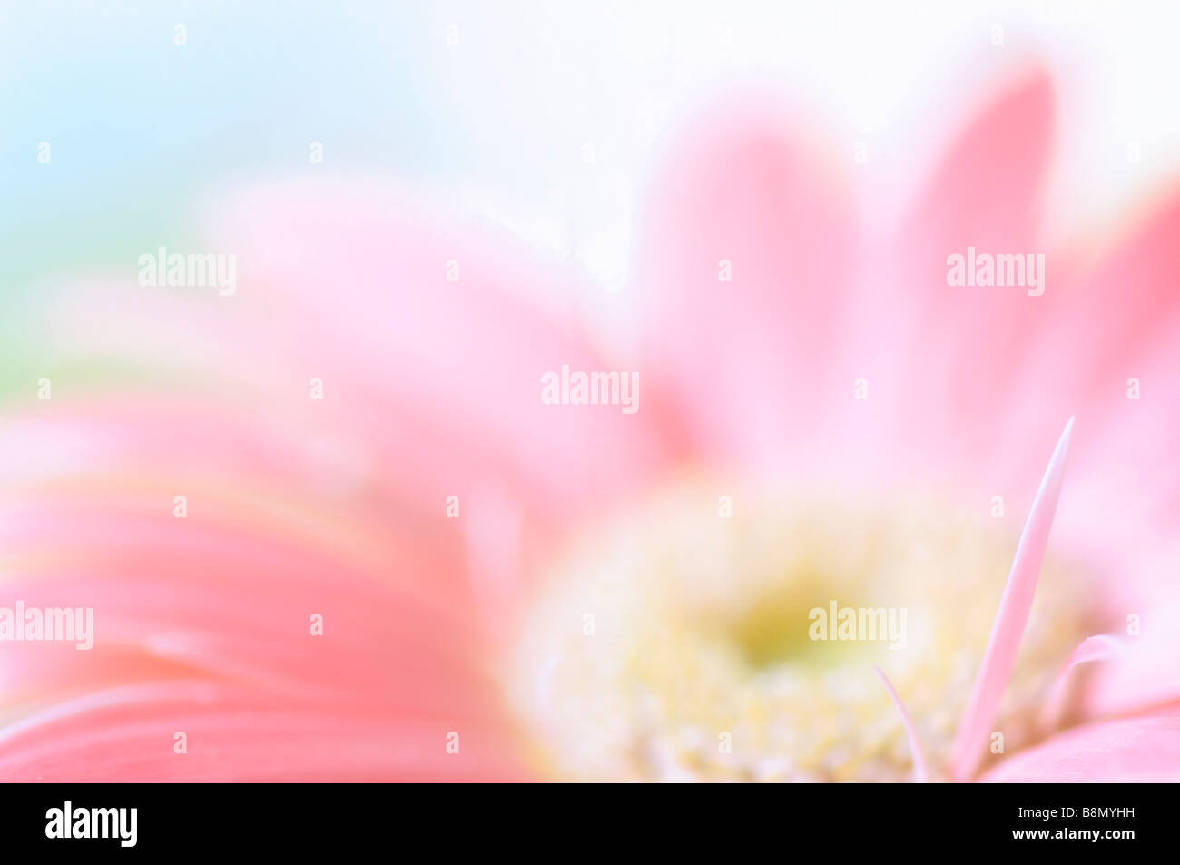 Special daisy hi-res stock photography and images - Alamy