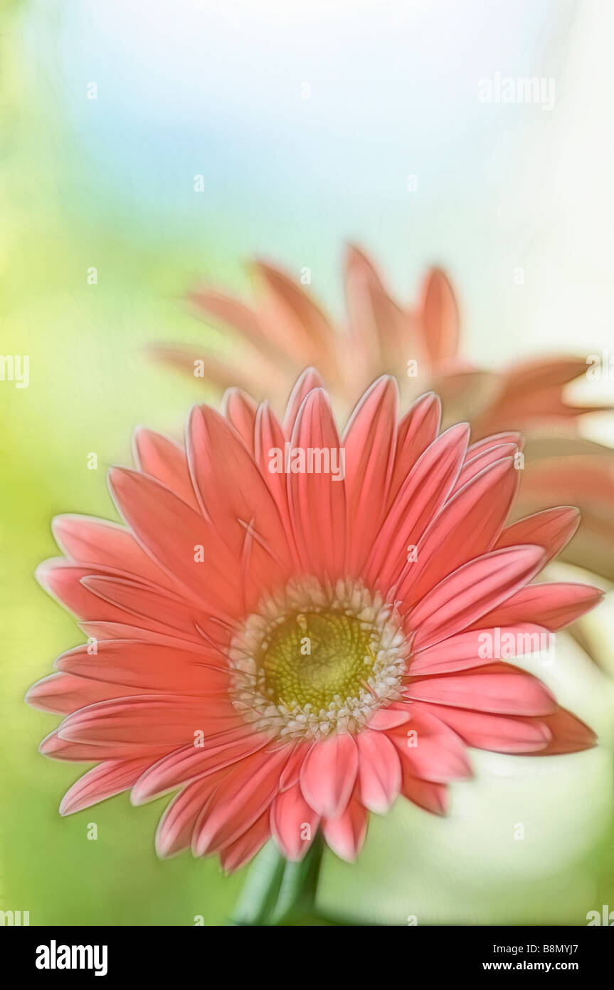 Coral Pink Gerbera Daisy Flower, Soft Background of Green Grass and ...