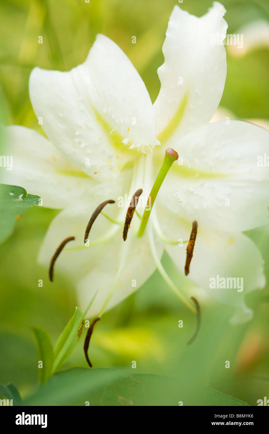 Oriental scents hi-res stock photography and images - Alamy