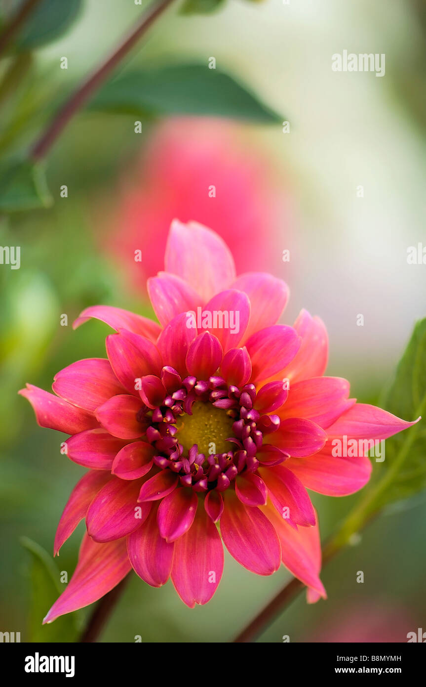 Vivid Raspberry Pink Dahlia Flower Bud Unfolding Stock Photo - Alamy