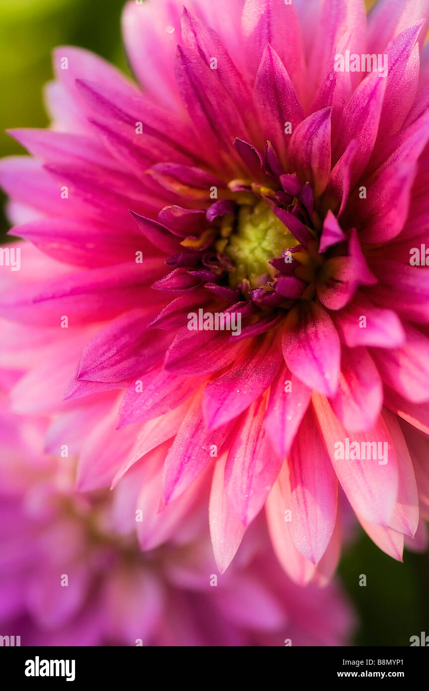 Purple Pink Double Dahlia Close-up Stock Photo - Alamy