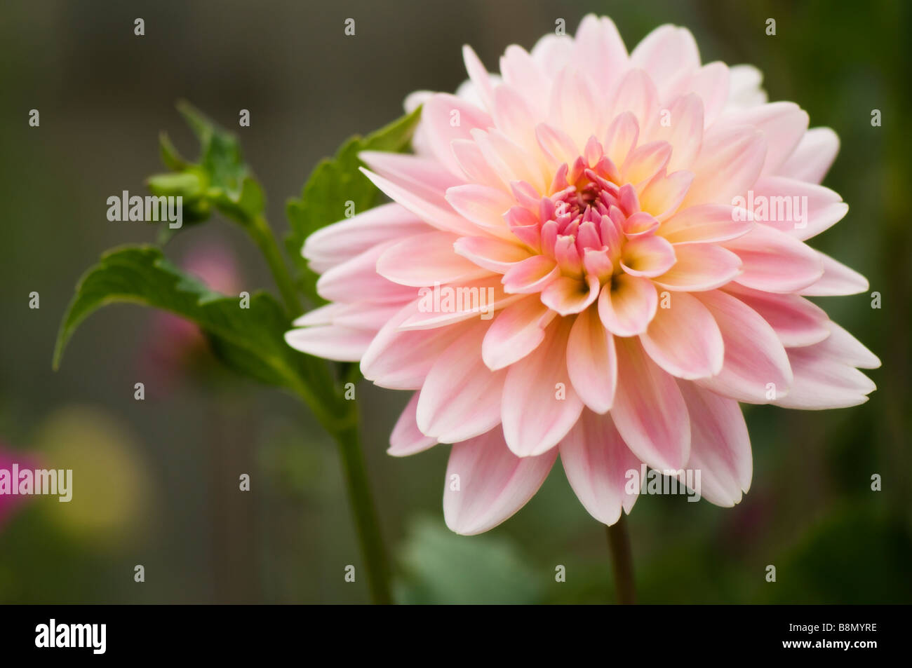 Simple single bloom High Resolution Stock Photography and Images - Alamy