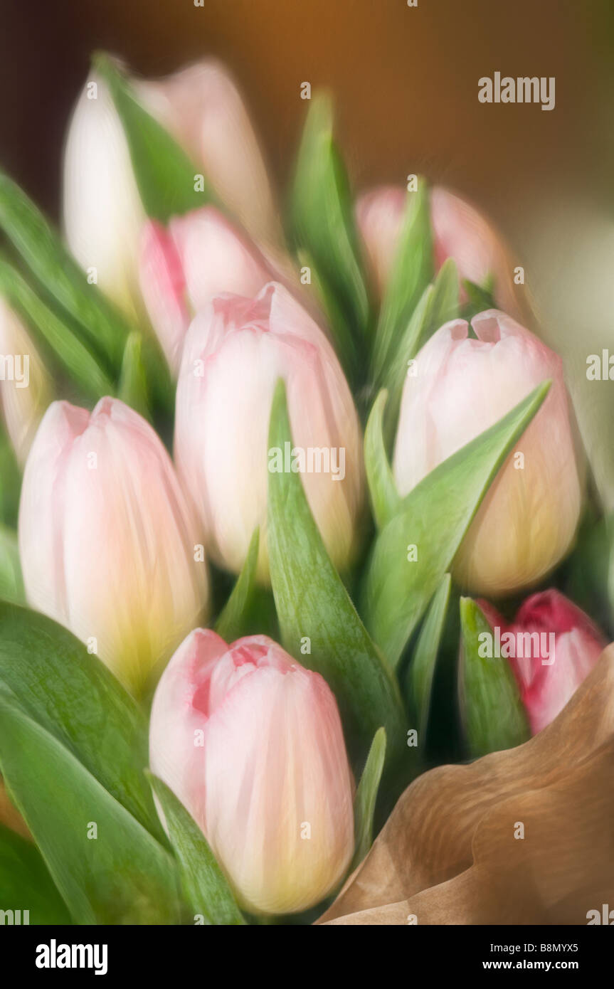 Bunch of Tulip Flowers Wrapped in Paper Stock Photo - Alamy