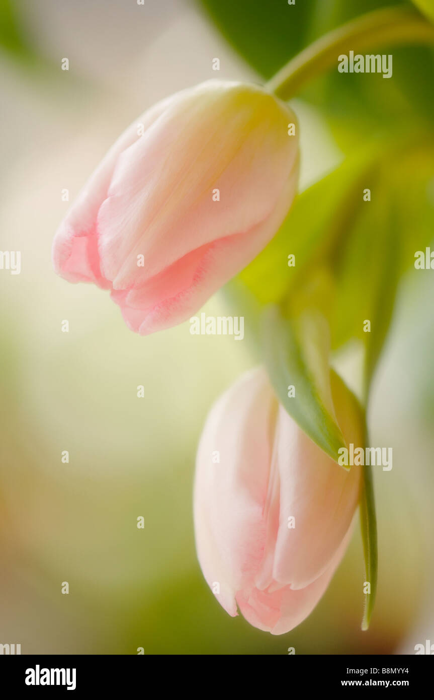 Two blooms tulips hi-res stock photography and images - Alamy