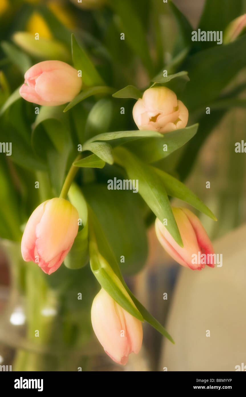Pink Tulips Bouquet, Vase with Five Flowers Visible Stock Photo - Alamy