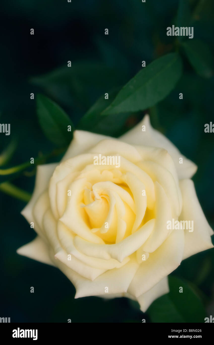 Light Yellow Elina Hybrid Tea Rose Flower, Dark Green Background Stock ...