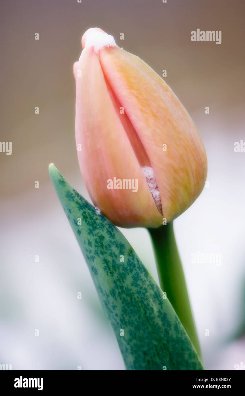 Frost Bitten High Resolution Stock Photography and Images - Alamy