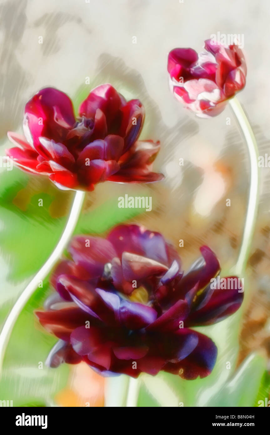 Tulip dance hi-res stock photography and images - Alamy