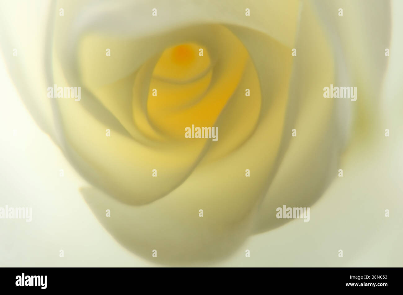 White Rose Flower Eye. Almost Human Stock Photo - Alamy