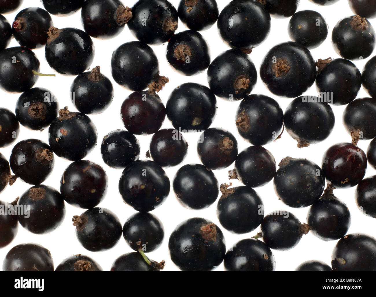 Black currant closeup view background on white Stock Photo - Alamy