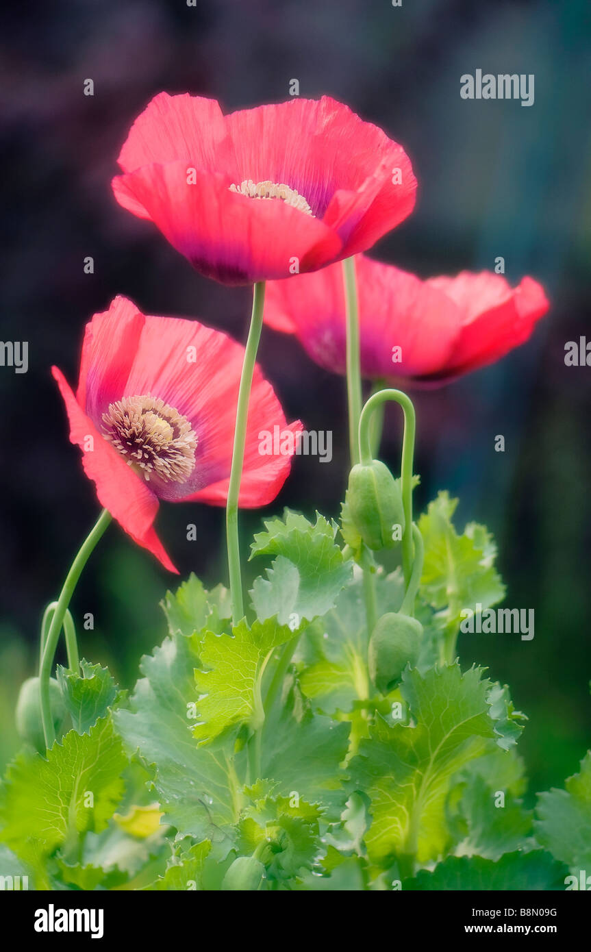 The poppy family group hi-res stock photography and images - Alamy