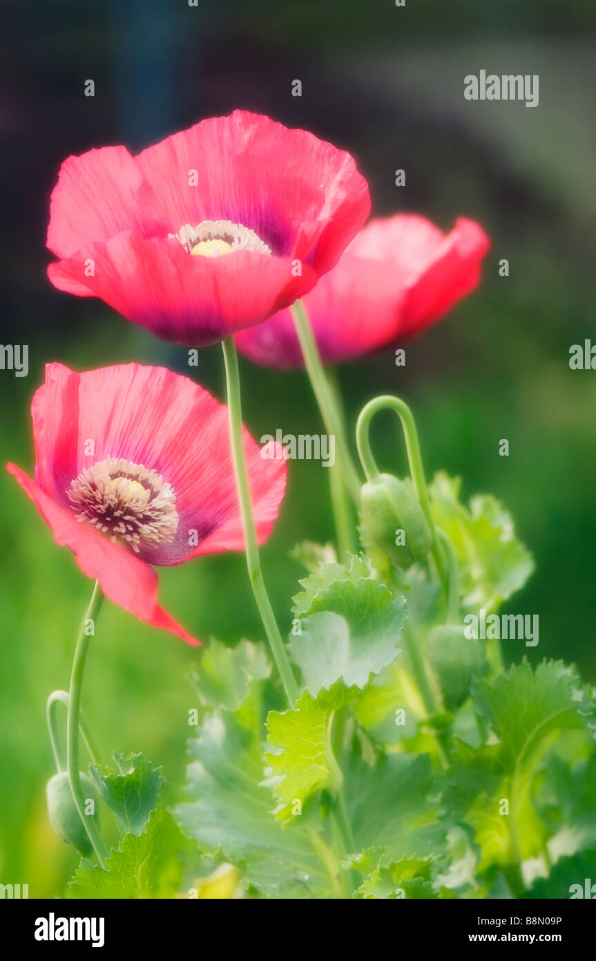 The poppy family group hi-res stock photography and images - Alamy