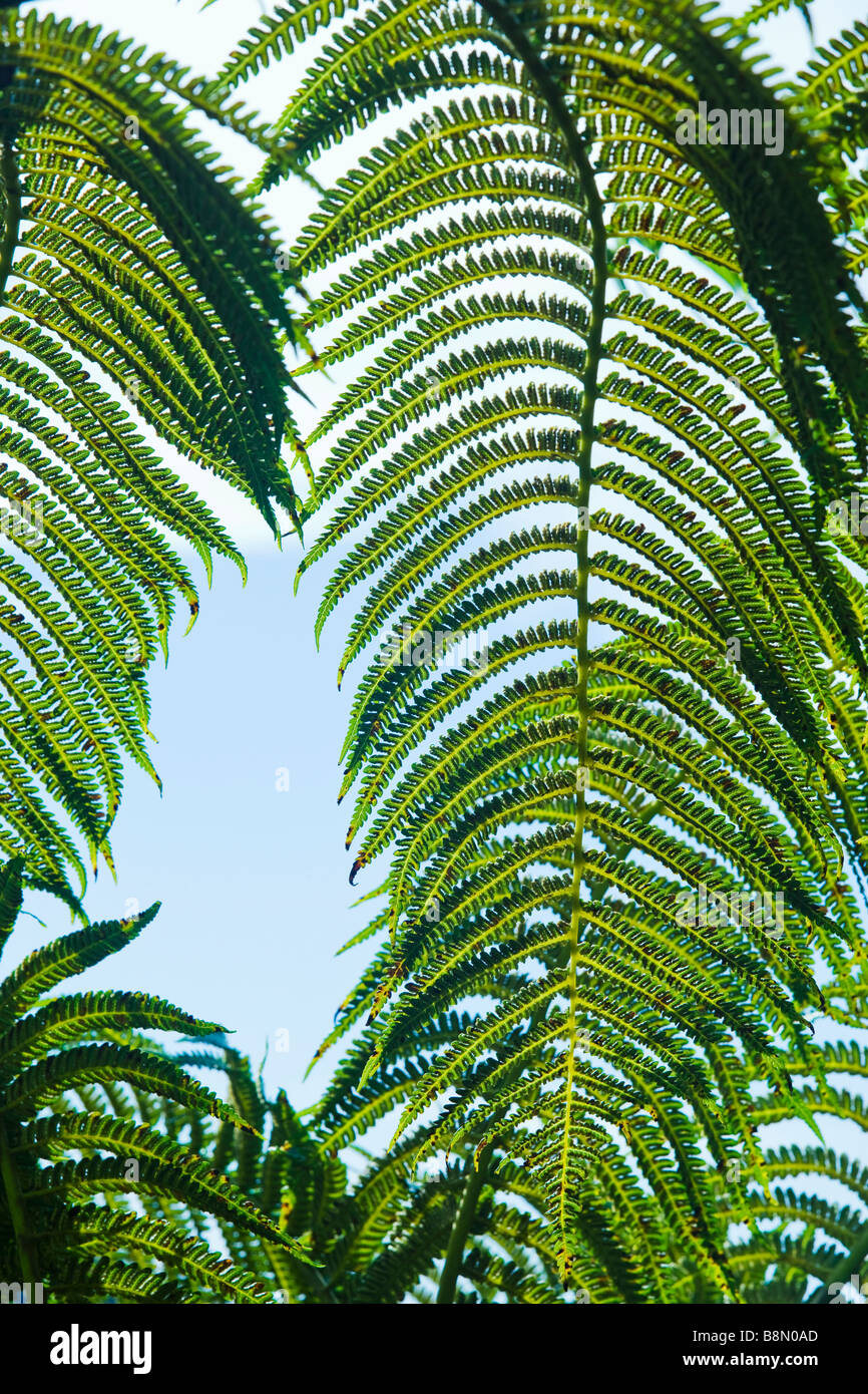 Fern filicophyta pteridophyta hi-res stock photography and images - Alamy