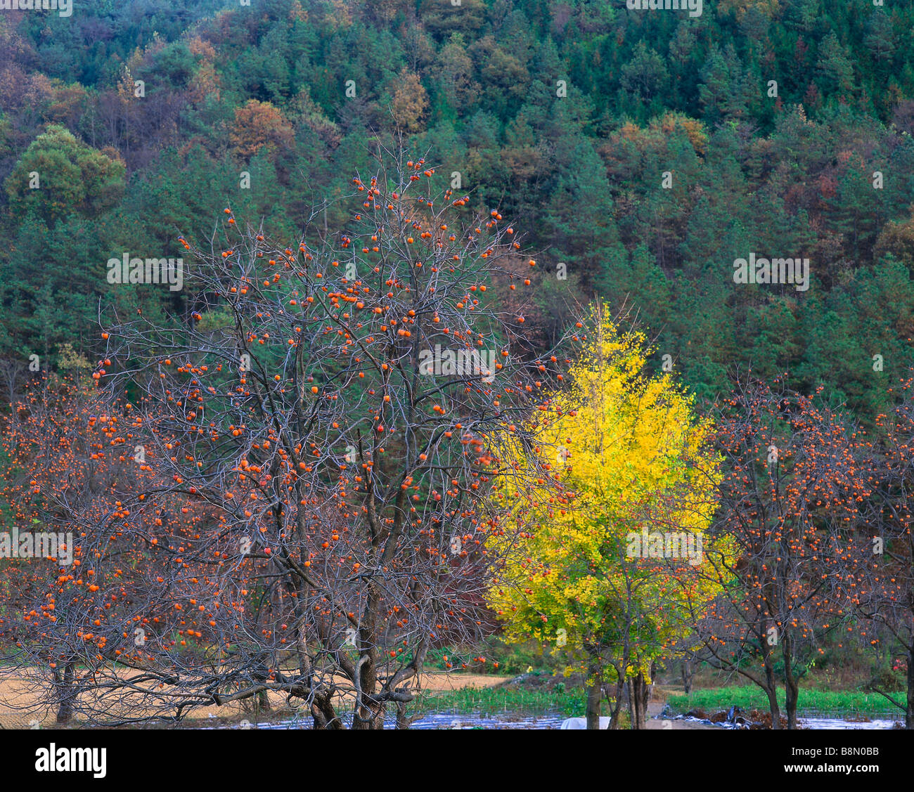 Korean mountain maple leaves hi-res stock photography and images - Alamy