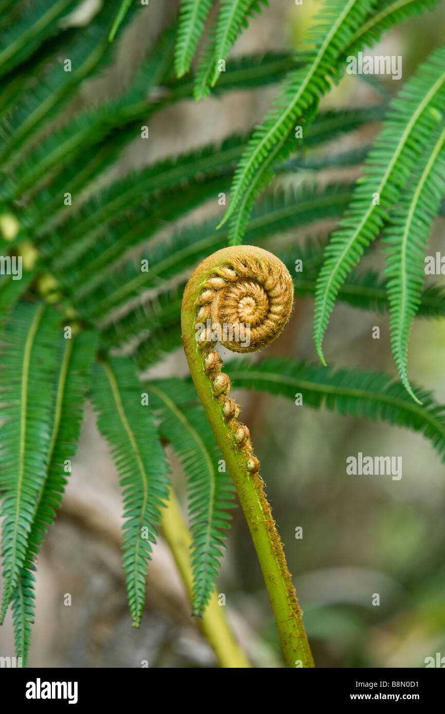 Fern details on the Pihea trail on Kauai Hawaii USA Stock Photo - Alamy