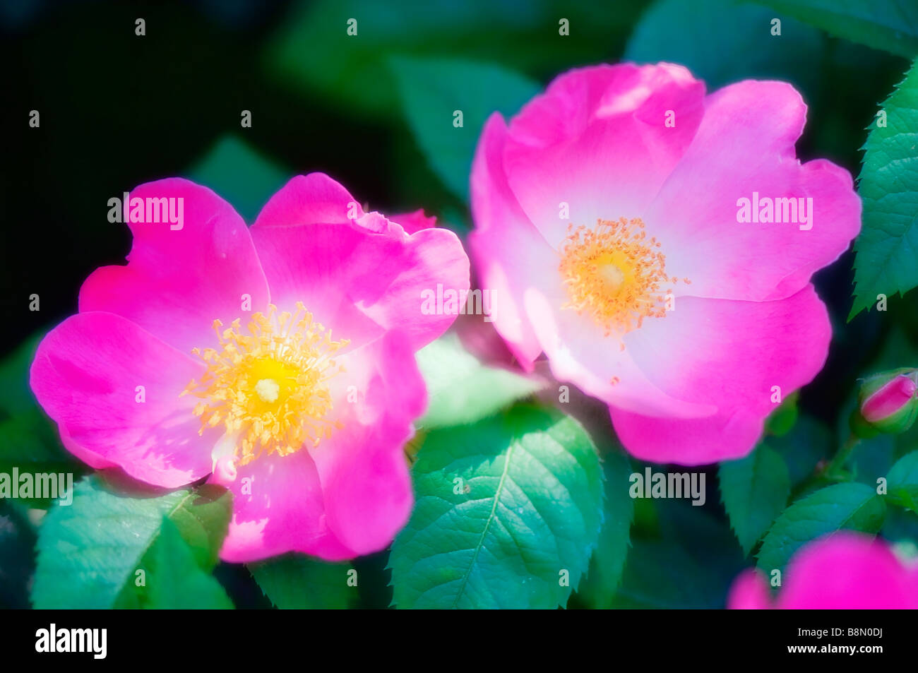 Vivid Pink Rose Flower Duet. Rosa hybrid Stock Photo - Alamy