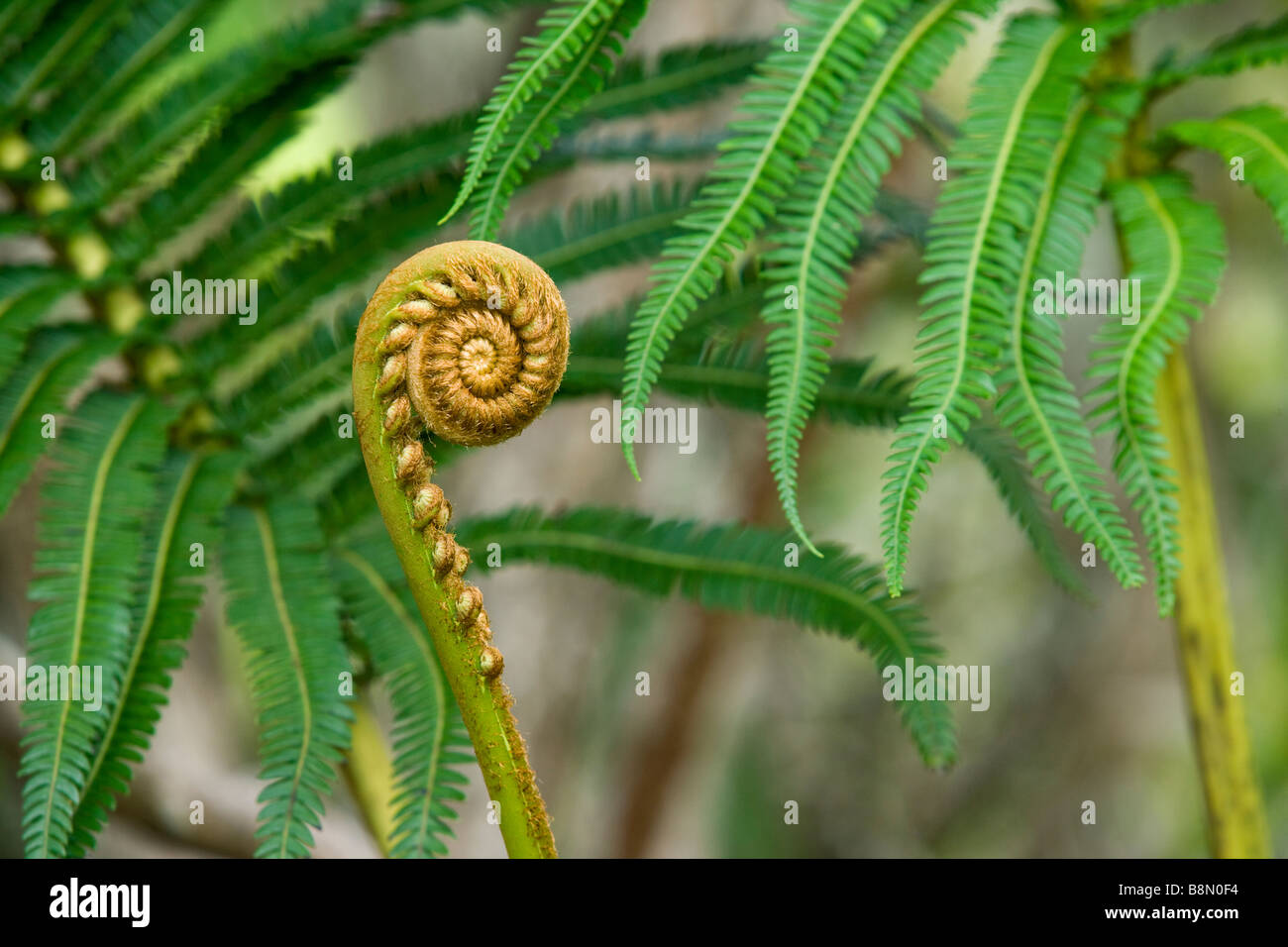 Fern details on the Pihea trail on Kauai Hawaii USA Stock Photo - Alamy