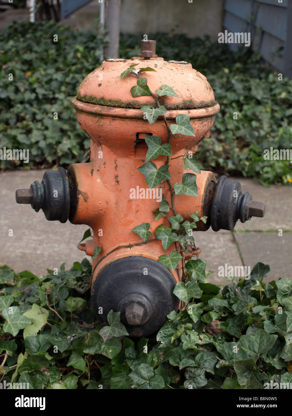 An orange fire hydrant with ivy growing around and over it Stock Photo ...