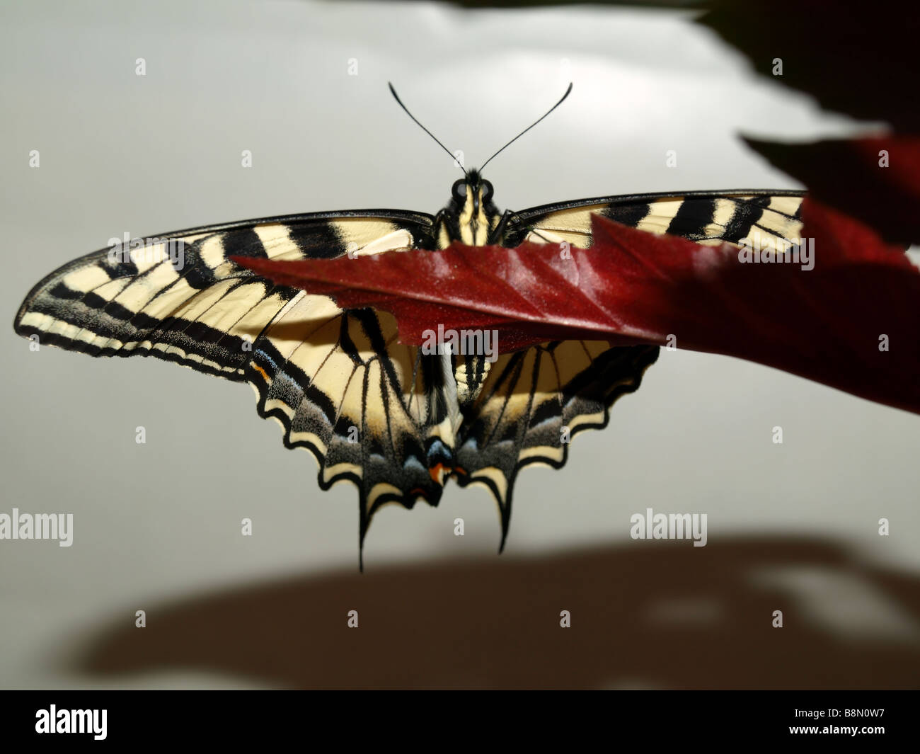 Butterfly facing forward hi-res stock photography and images - Alamy