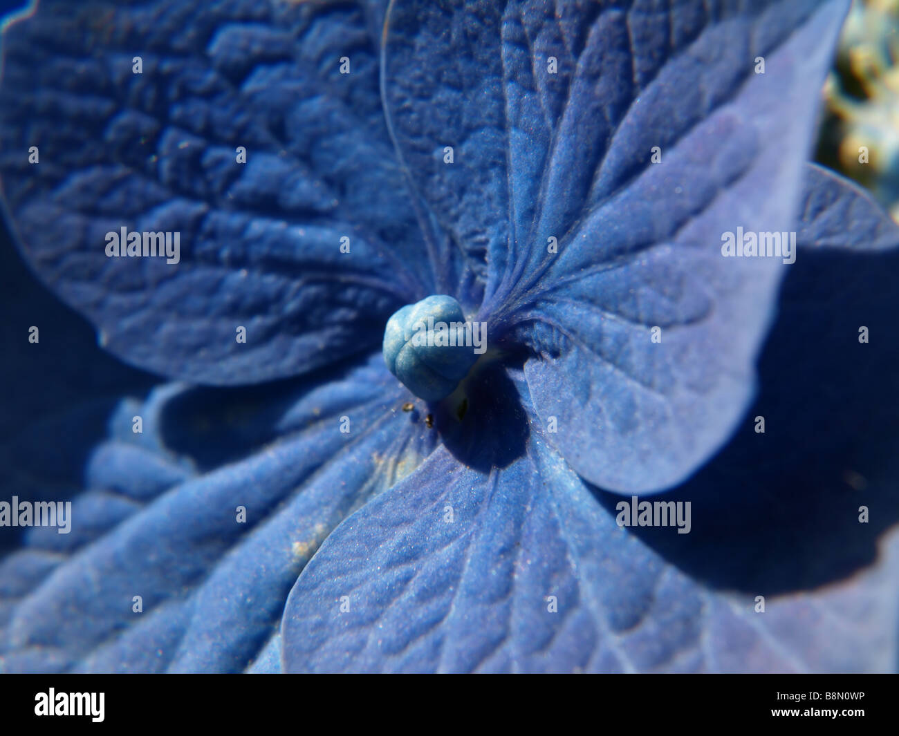 Blue hydrangea macrophylla bigleaf hi-res stock photography and images ...