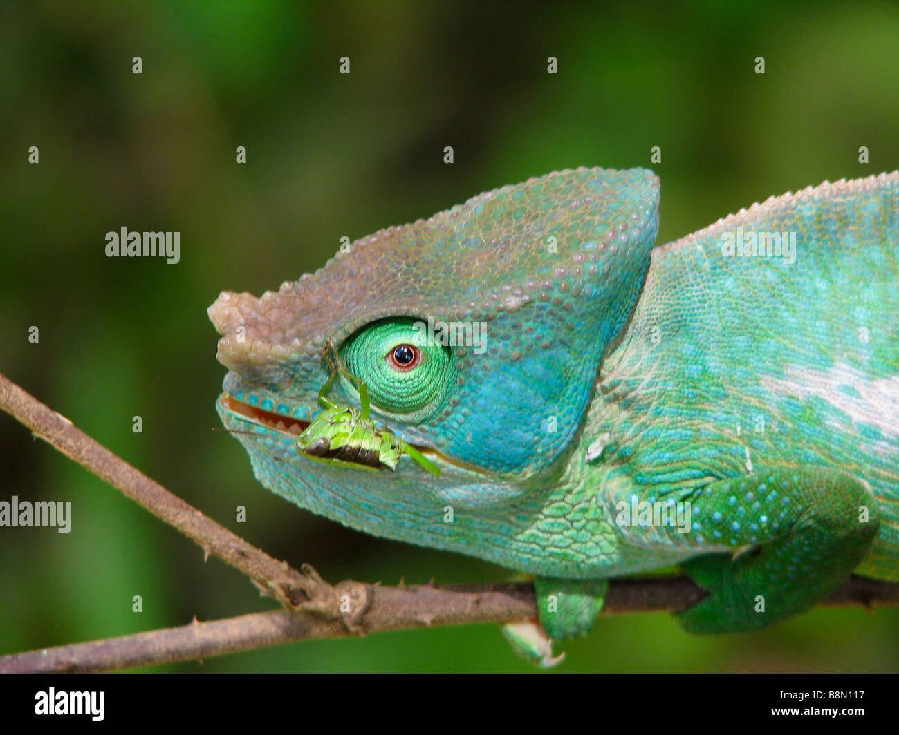 Lizard eating grasshopper hi-res stock photography and images - Alamy