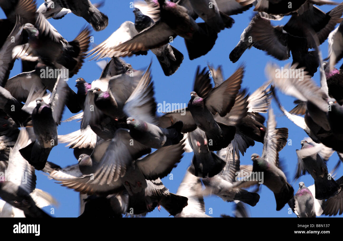 A flock of pigeons frozen in flight as they glide through the blue sky ...
