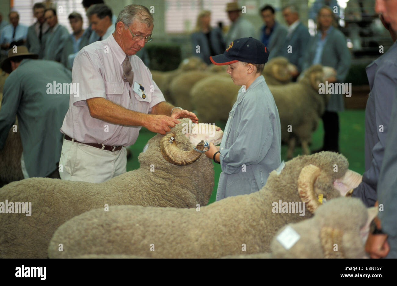 Fleece and Merino Sheep Show Royal Easter Show Sydney New South Wales ...