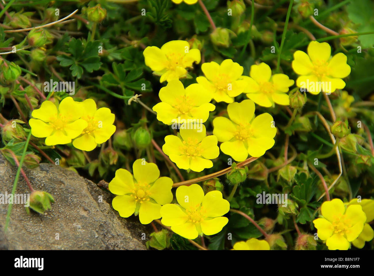 Buttercup bush hi-res stock photography and images - Alamy