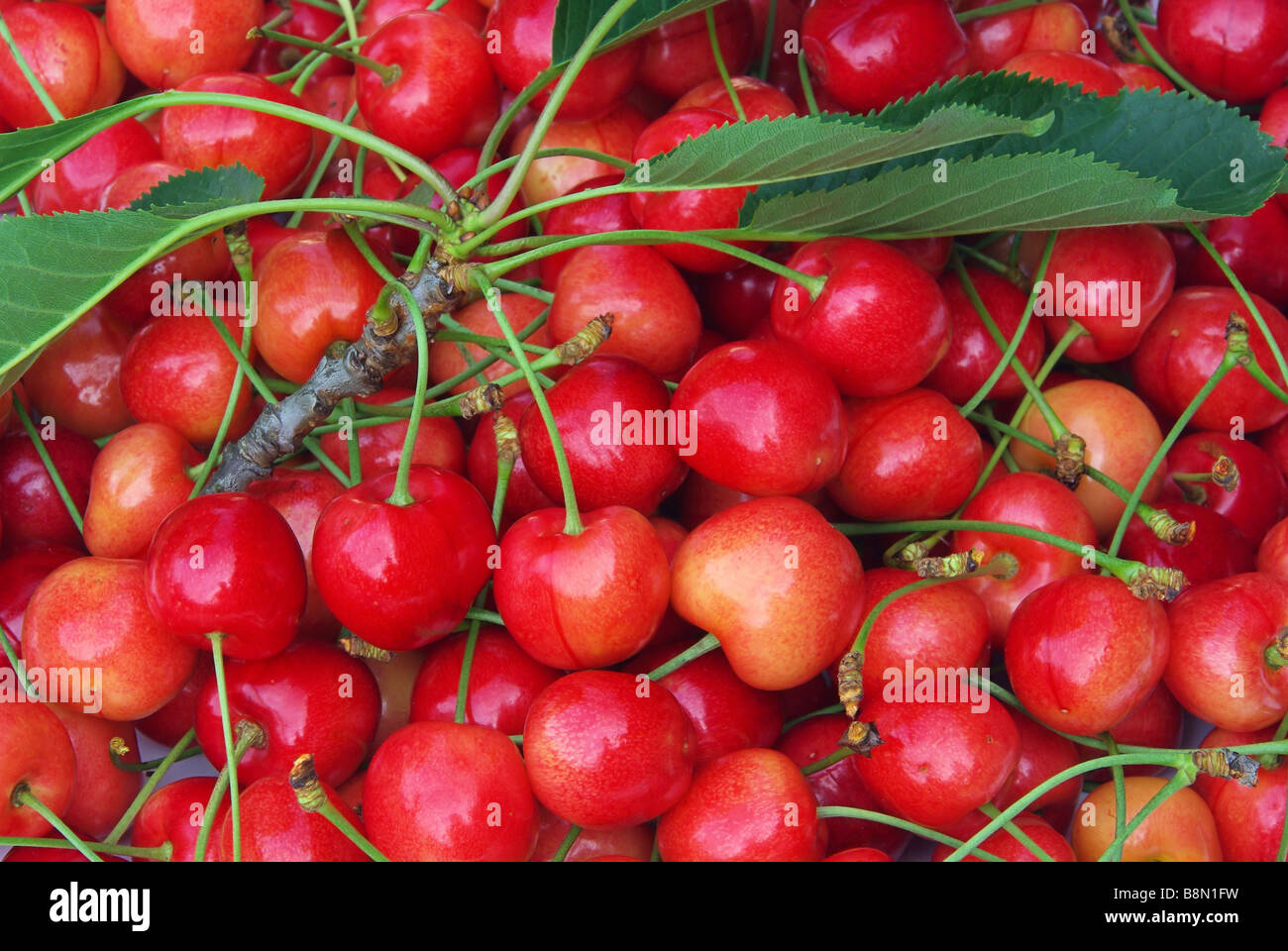 Kirsche cherry 16 Stock Photo - Alamy