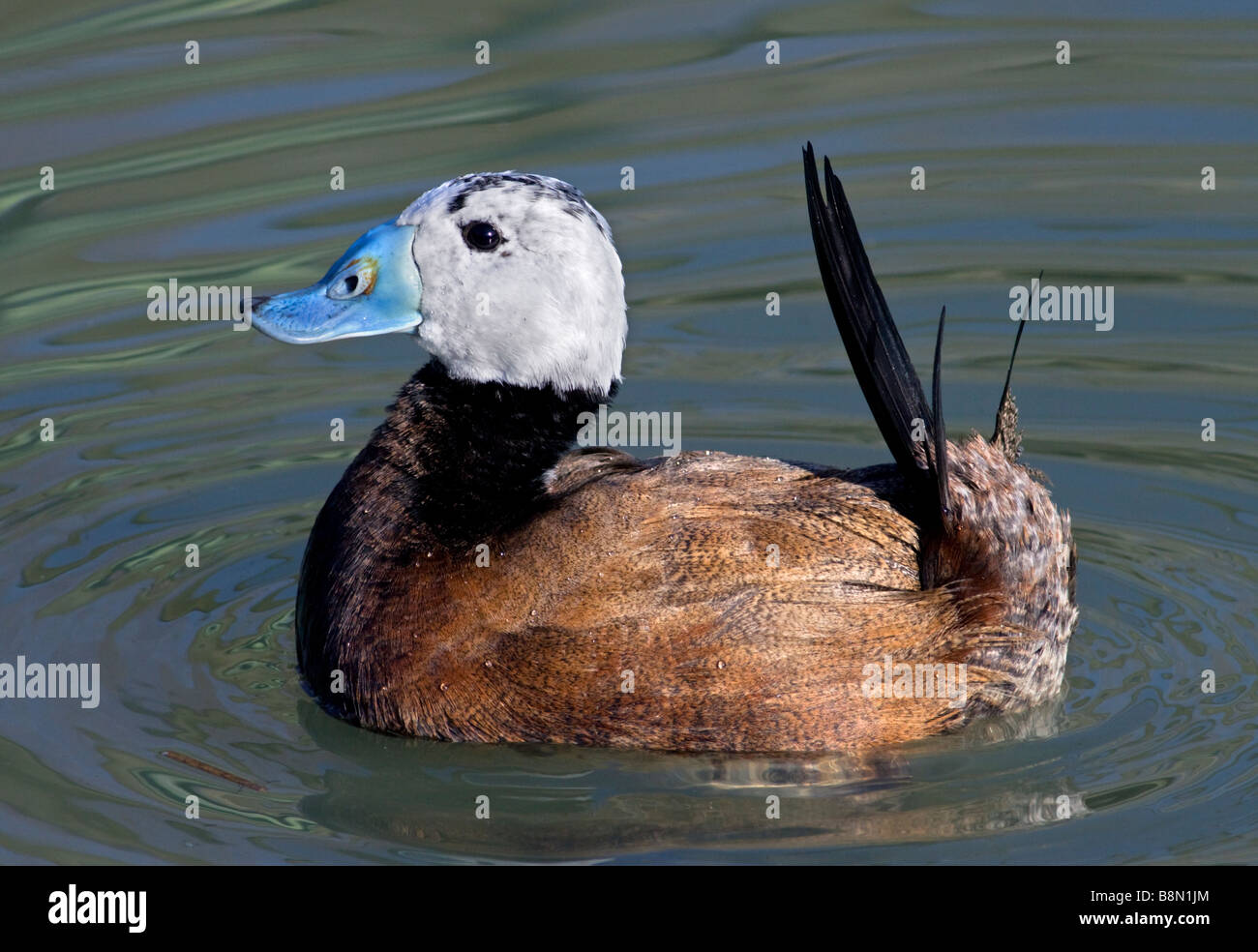 White Headed Duck (Drake) (oxyura leucocephala Stock Photo - Alamy
