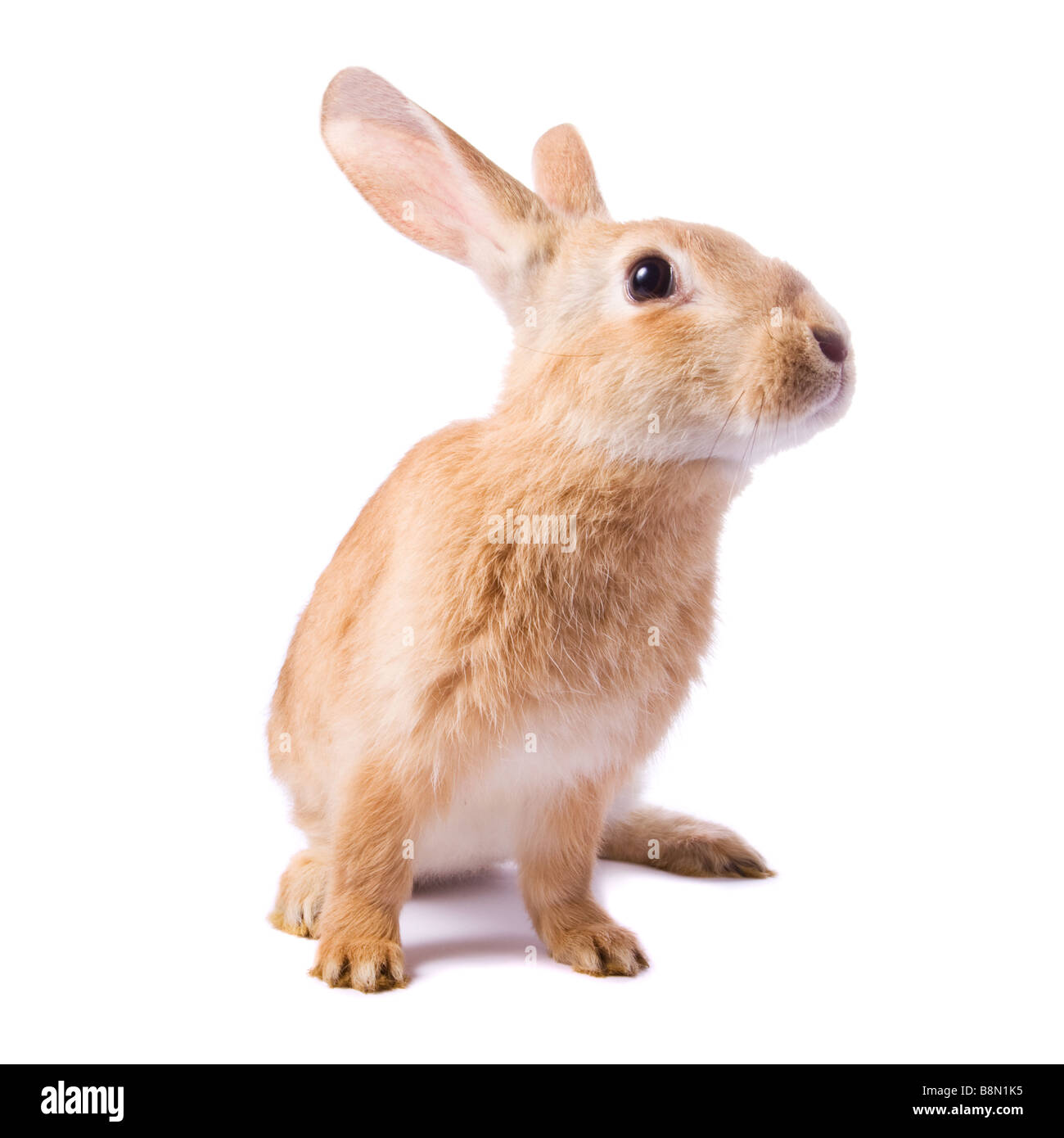Rabbit Cut Out Stock Images & Pictures - Alamy