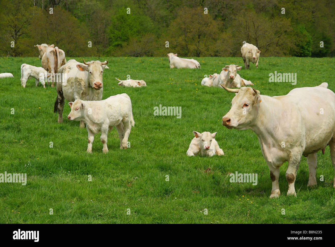 Rind cow 28 Stock Photo - Alamy