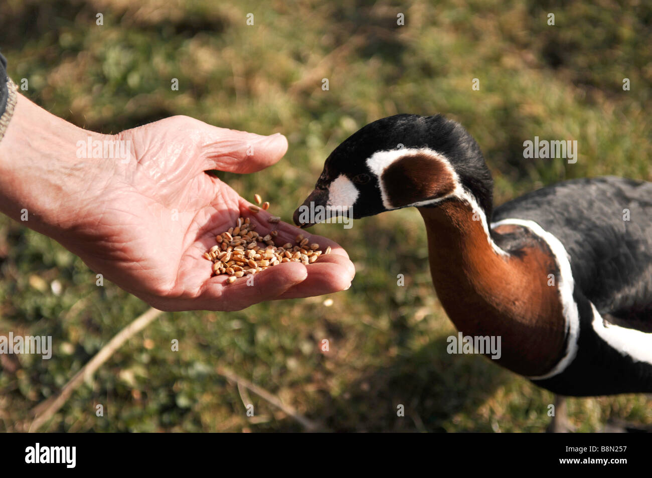 Red neck goose hi-res stock photography and images - Alamy