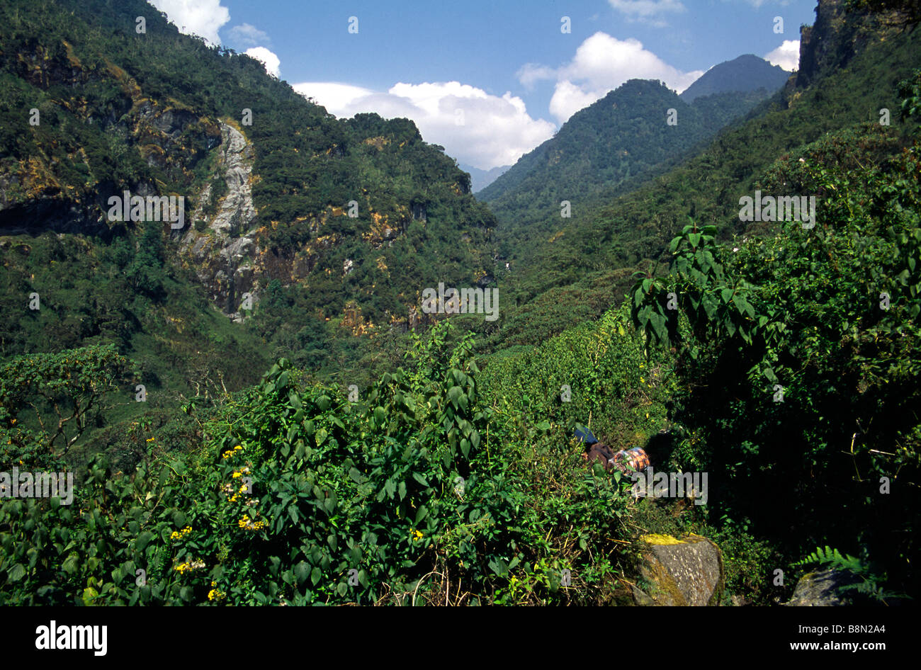 Ruwenzori mountains, uganda hi-res stock photography and images - Alamy