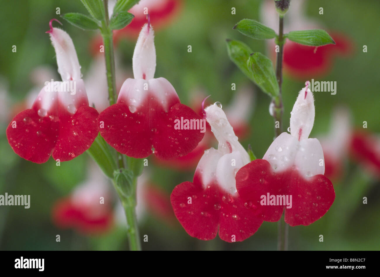 Salvia × jamensis 'Hot Lips' (Sage Stock Photo - Alamy