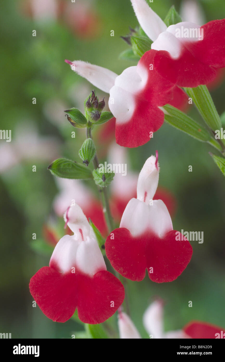 Salvia × jamensis 'Hot Lips' (Sage Stock Photo - Alamy