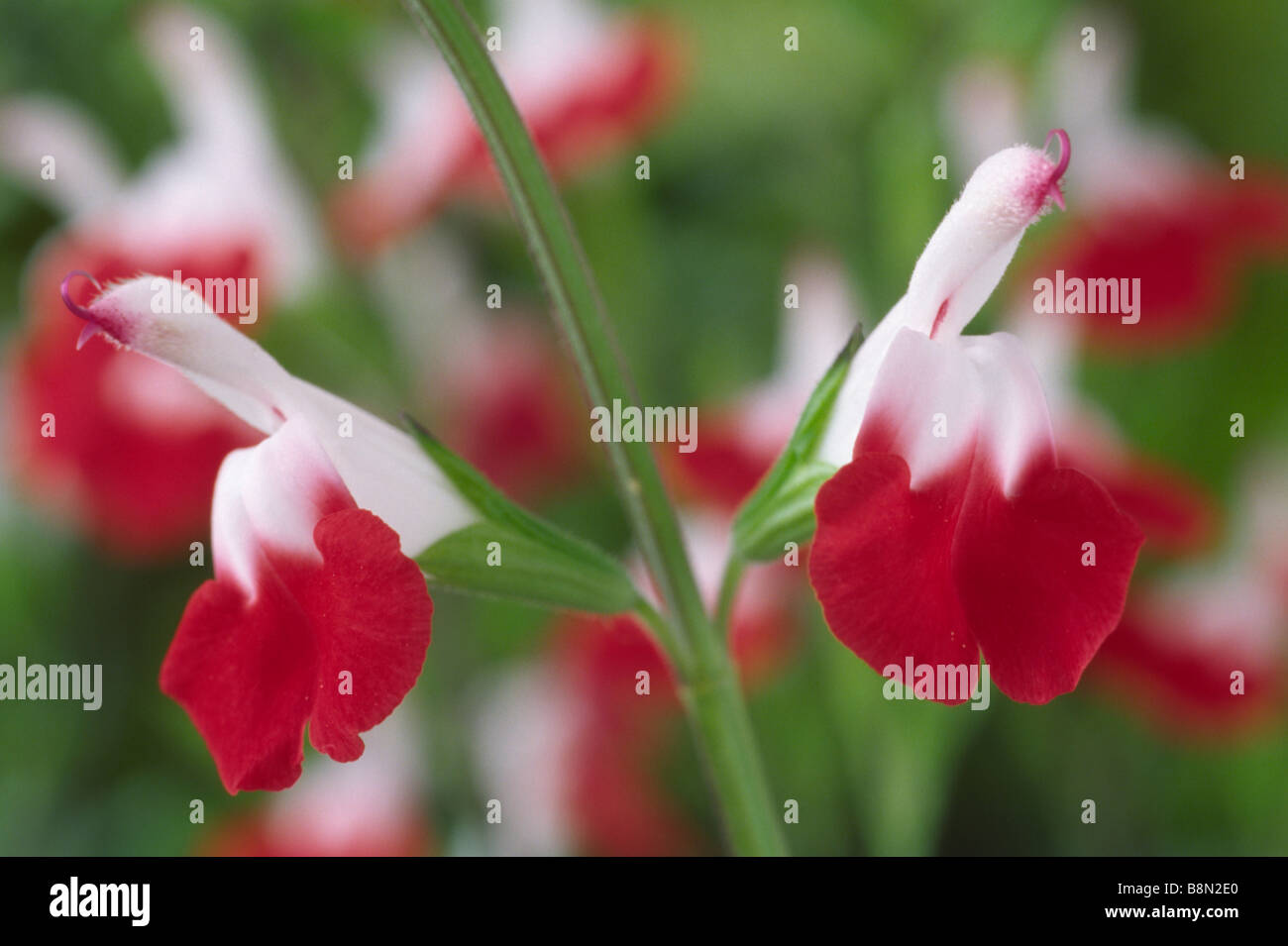 Salvia × jamensis 'Hot Lips' (Sage Stock Photo - Alamy