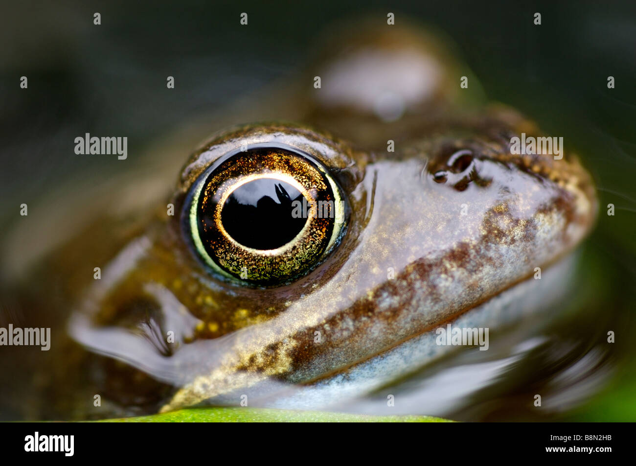 Frogs eye hi-res stock photography and images - Alamy