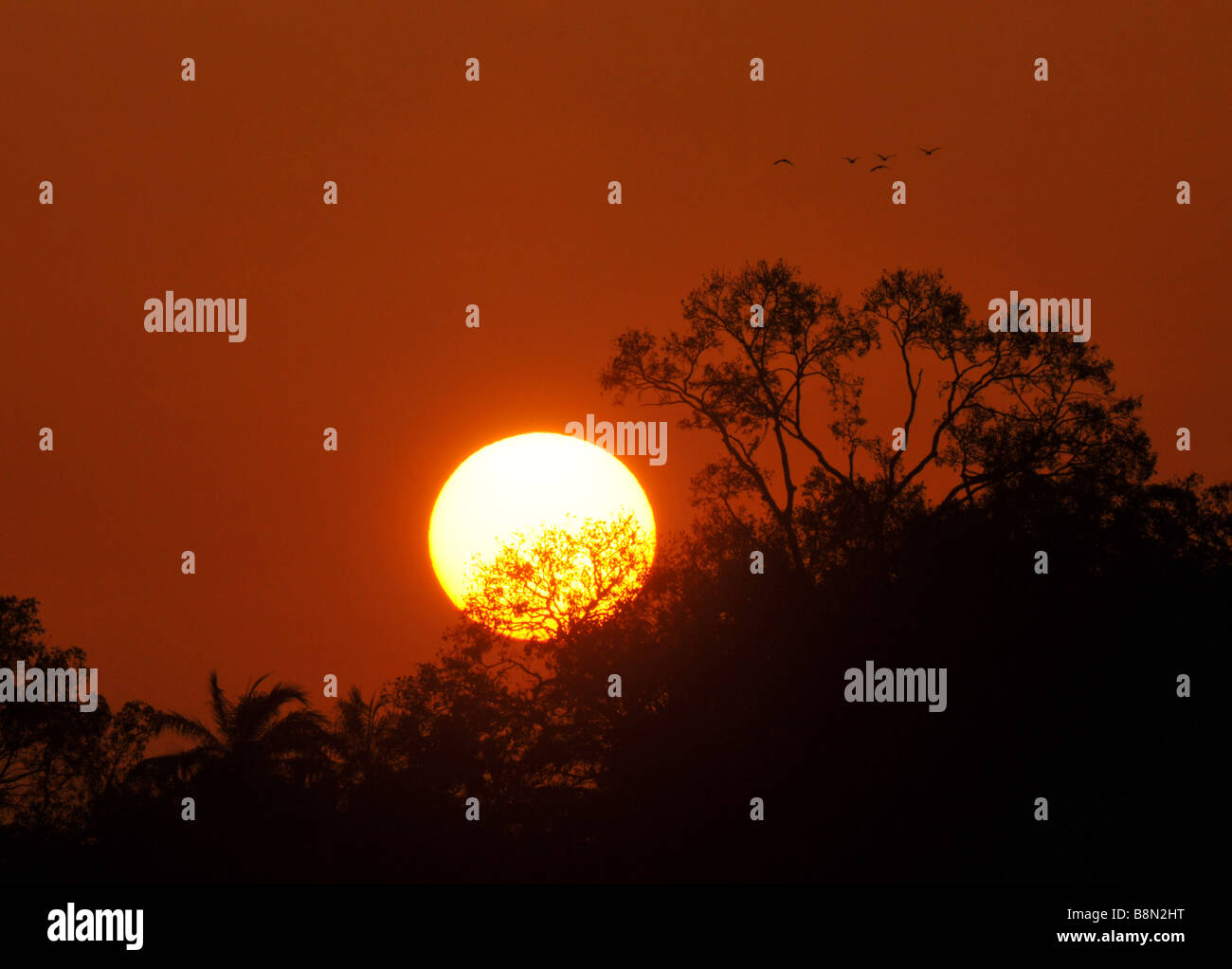 Tree silhouette sunrise in hi-res stock photography and images - Alamy