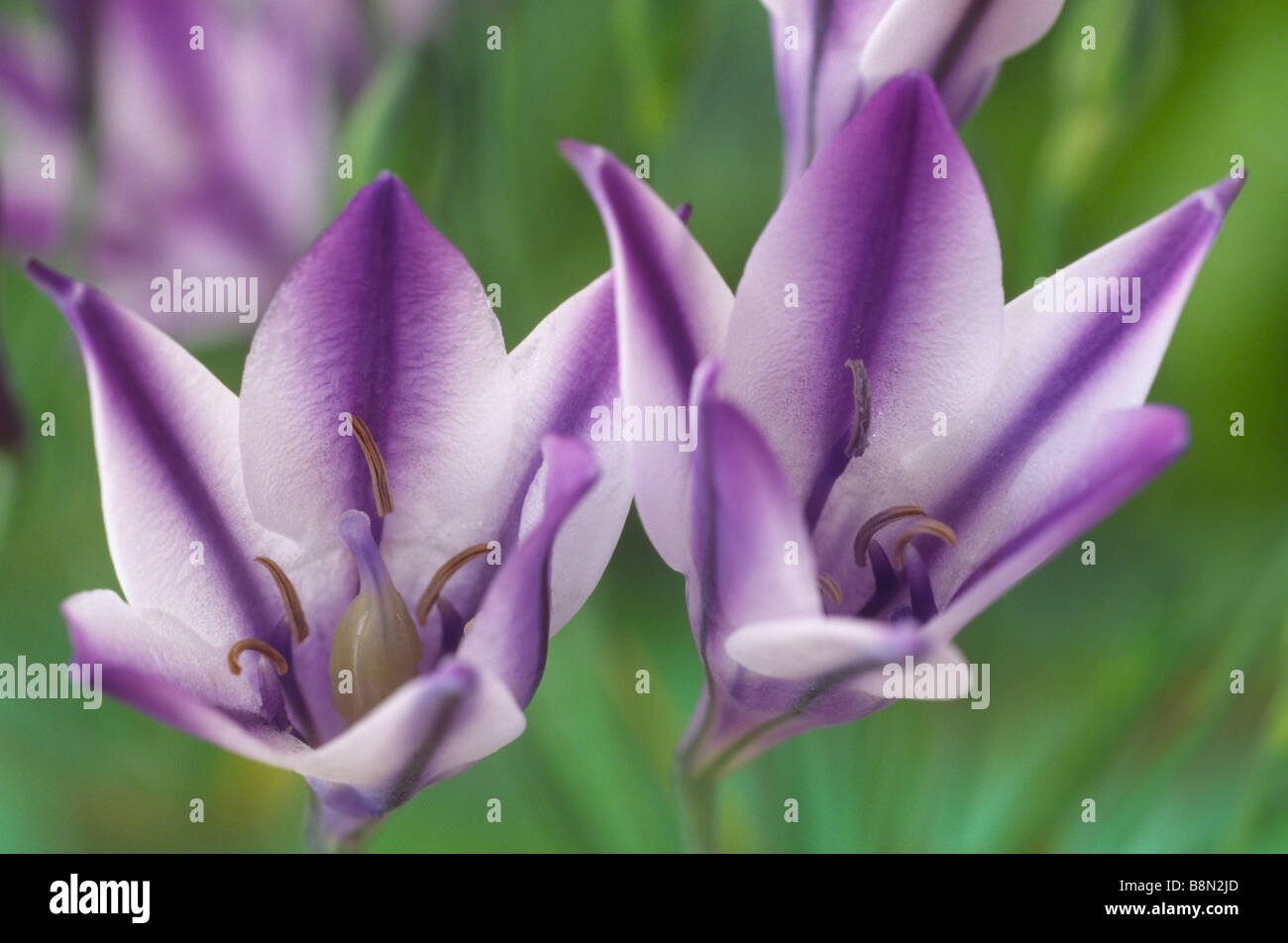 Triteleia rudy hi-res stock photography and images - Alamy