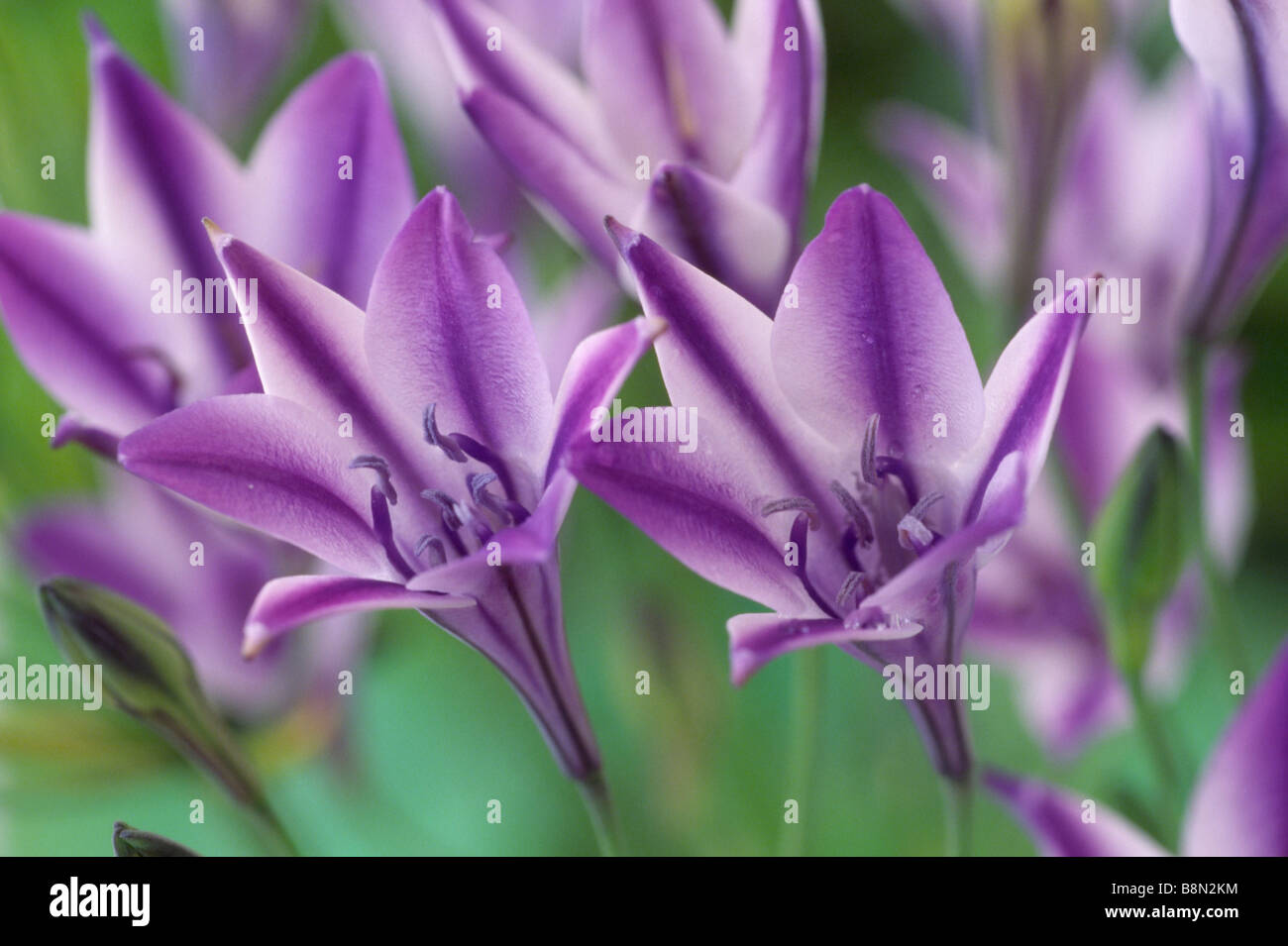 Triteleia rudy hi-res stock photography and images - Alamy