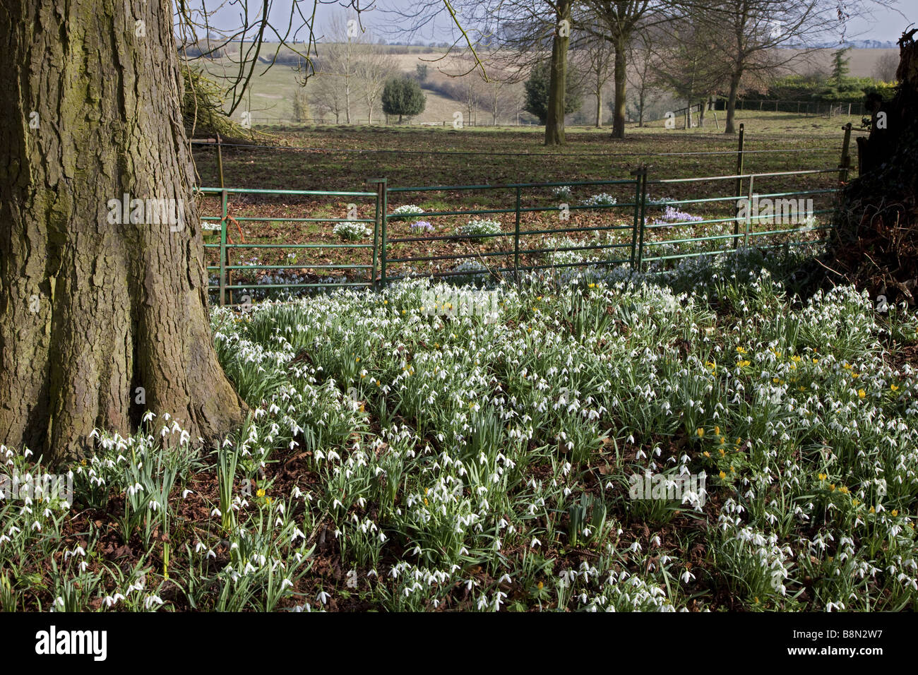 Common snow drop hi-res stock photography and images - Alamy